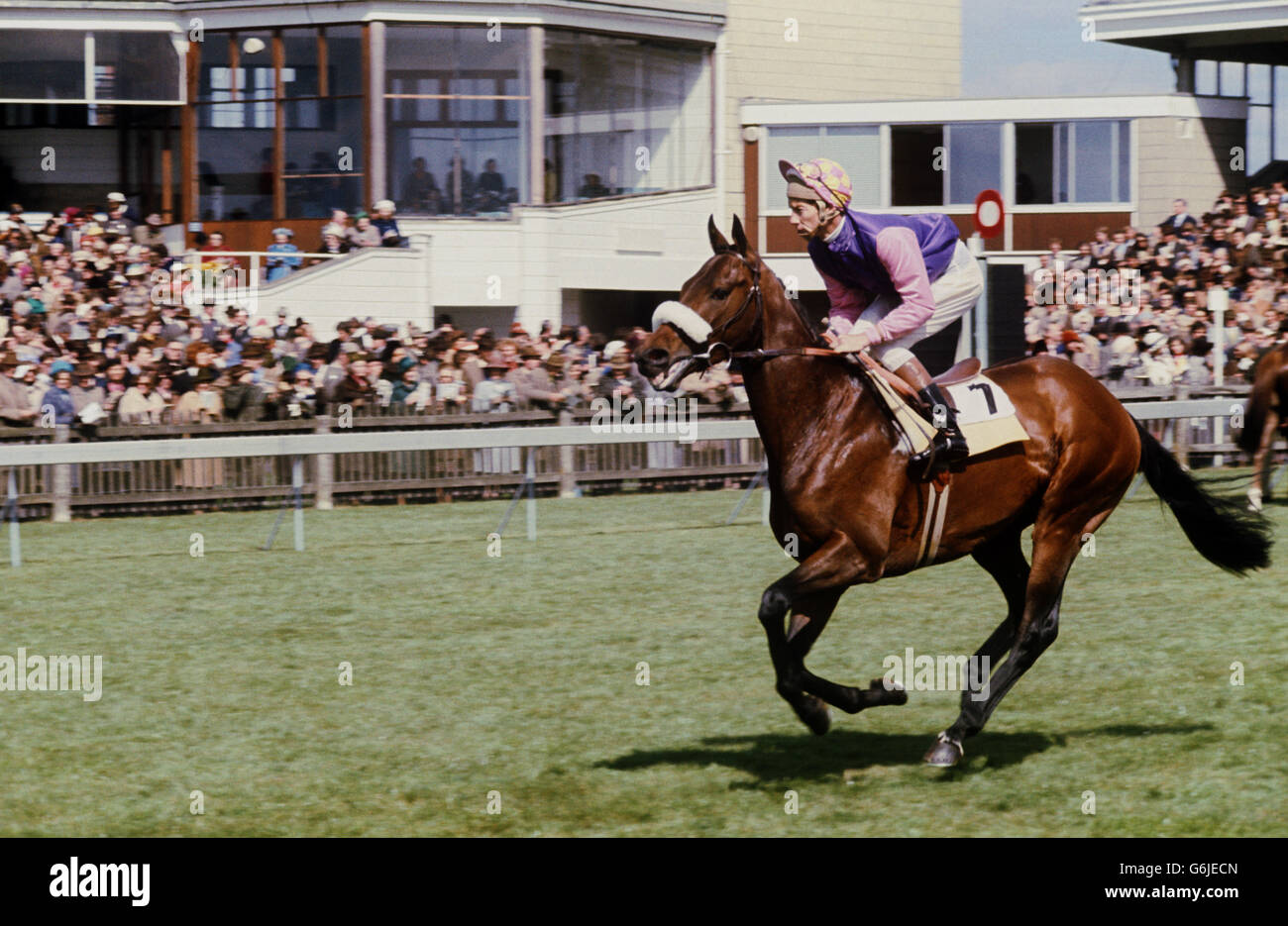 Mrs D. Goldstein's three year old colt 'Loh', here with Lester Piggott ...