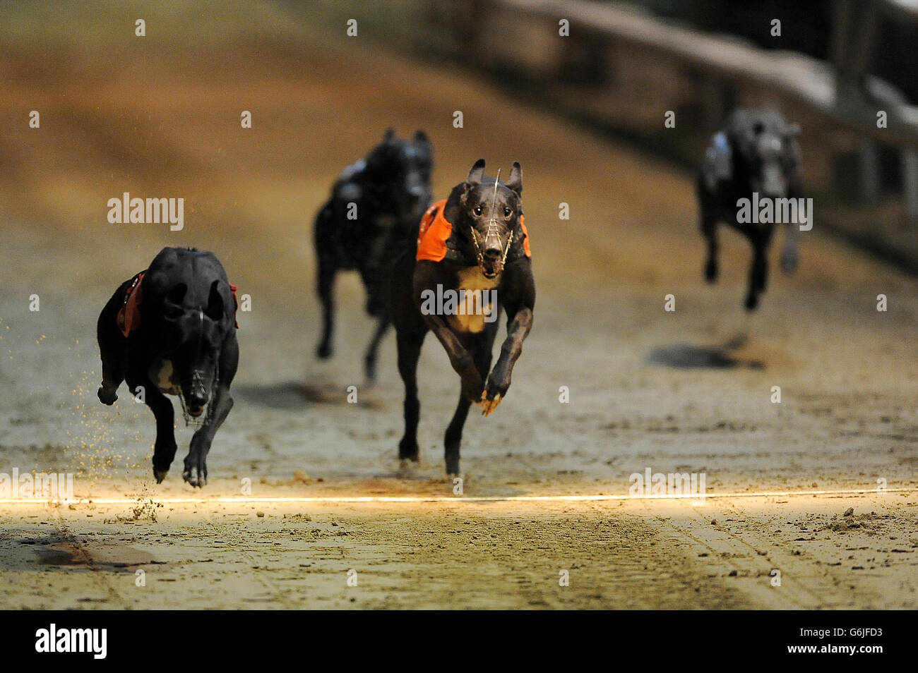 Greyhound racing william hill st leger wimbledon greyhound stadium hi ...