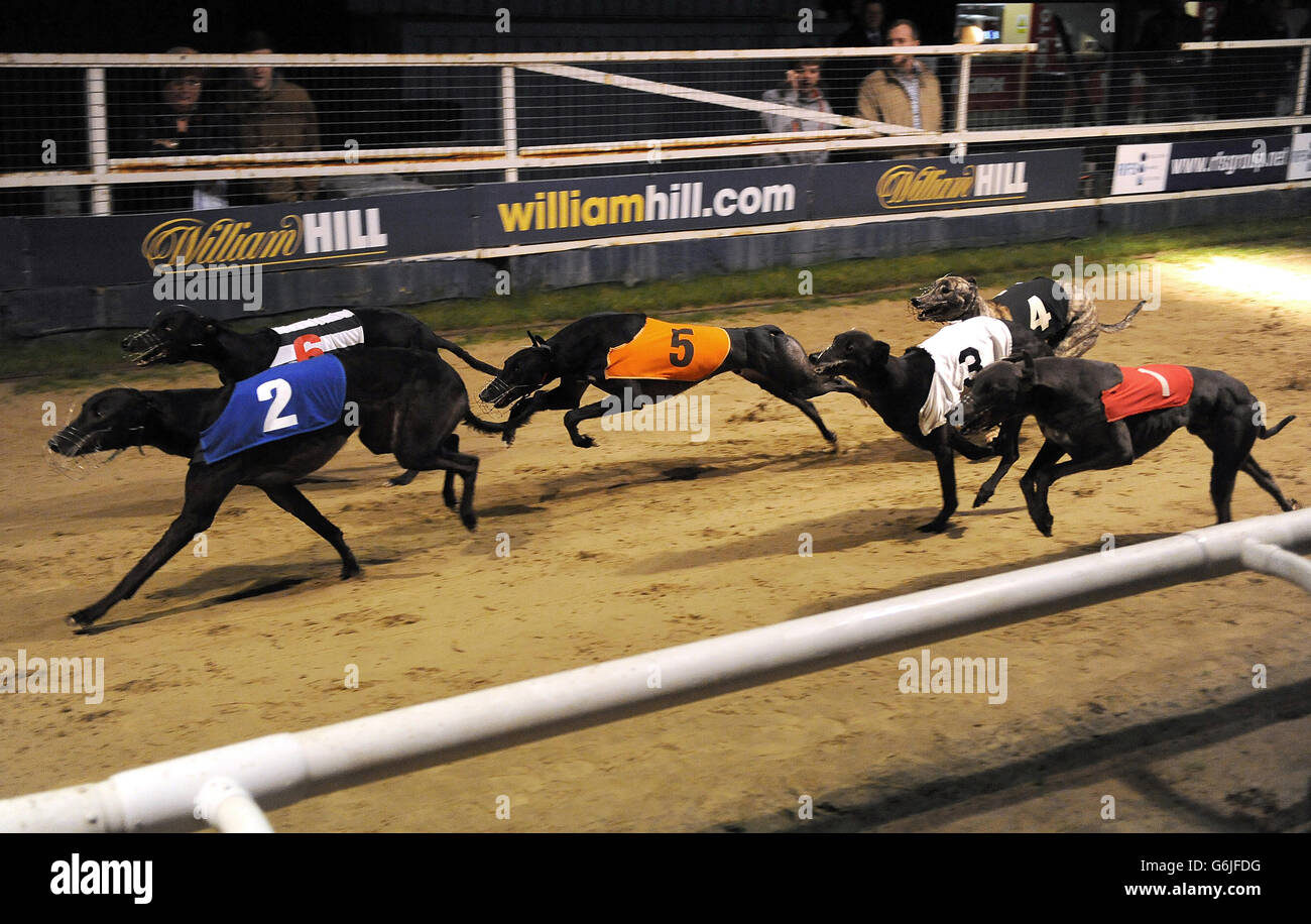 Greyhounds race in william hill download app 480 standard hi-res stock ...