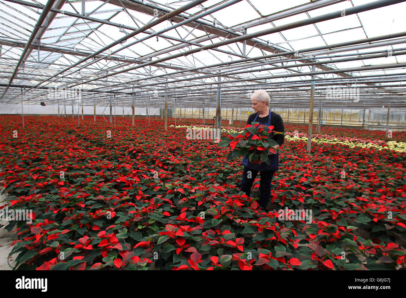 Thousands of poinsettia plants in the hothouses of Ravensworth Nursery ...