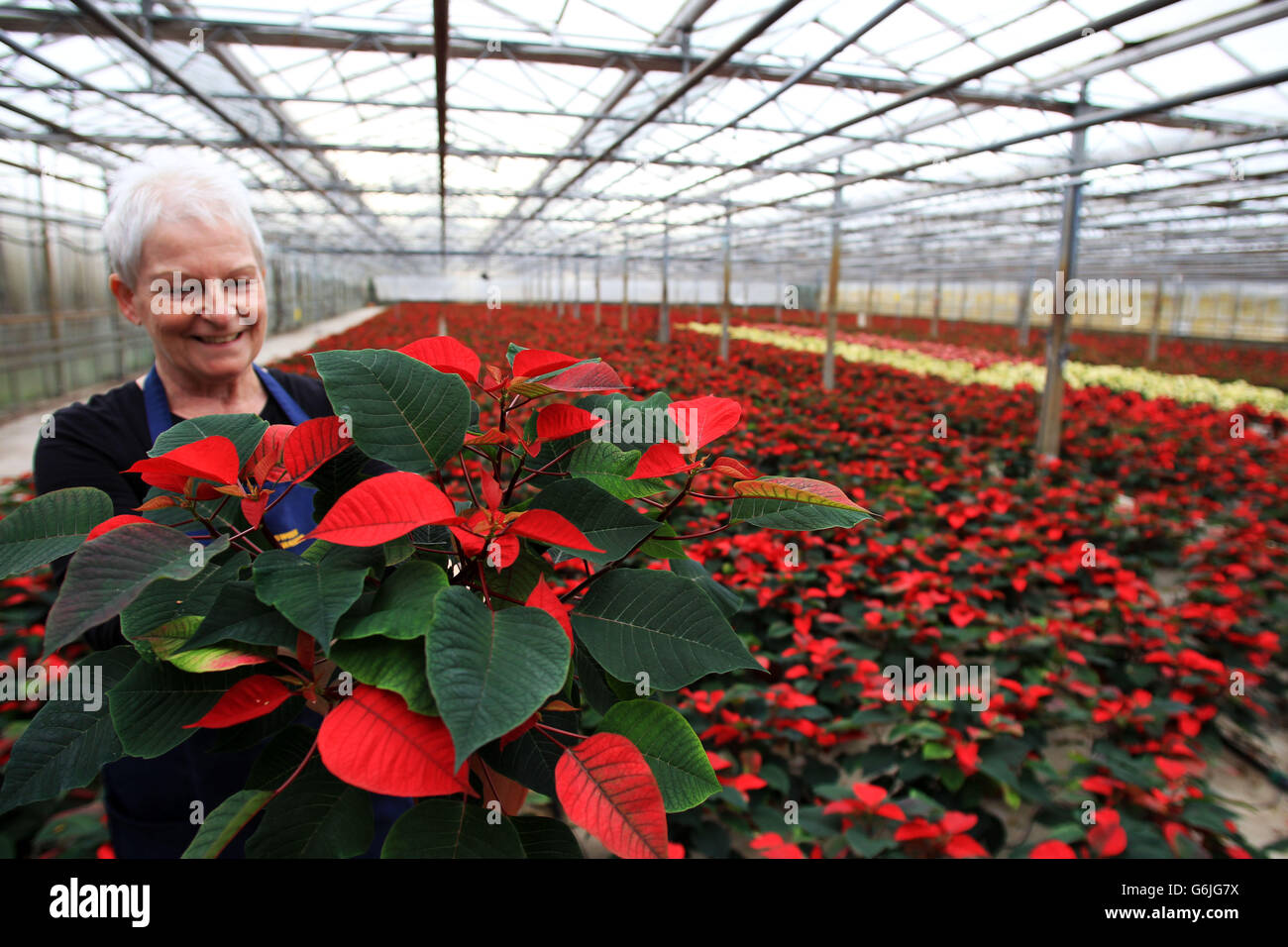 Thousands of poinsettia plants in the hothouses of Ravensworth Nursery ...
