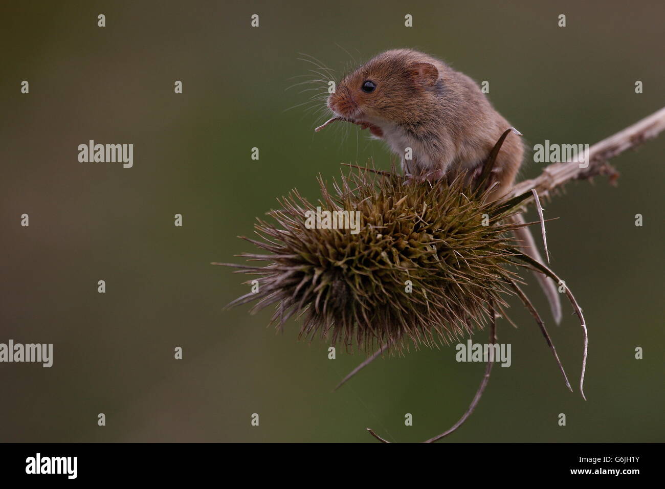 harvest mouse, Germany / (Micromys minutus Stock Photo - Alamy