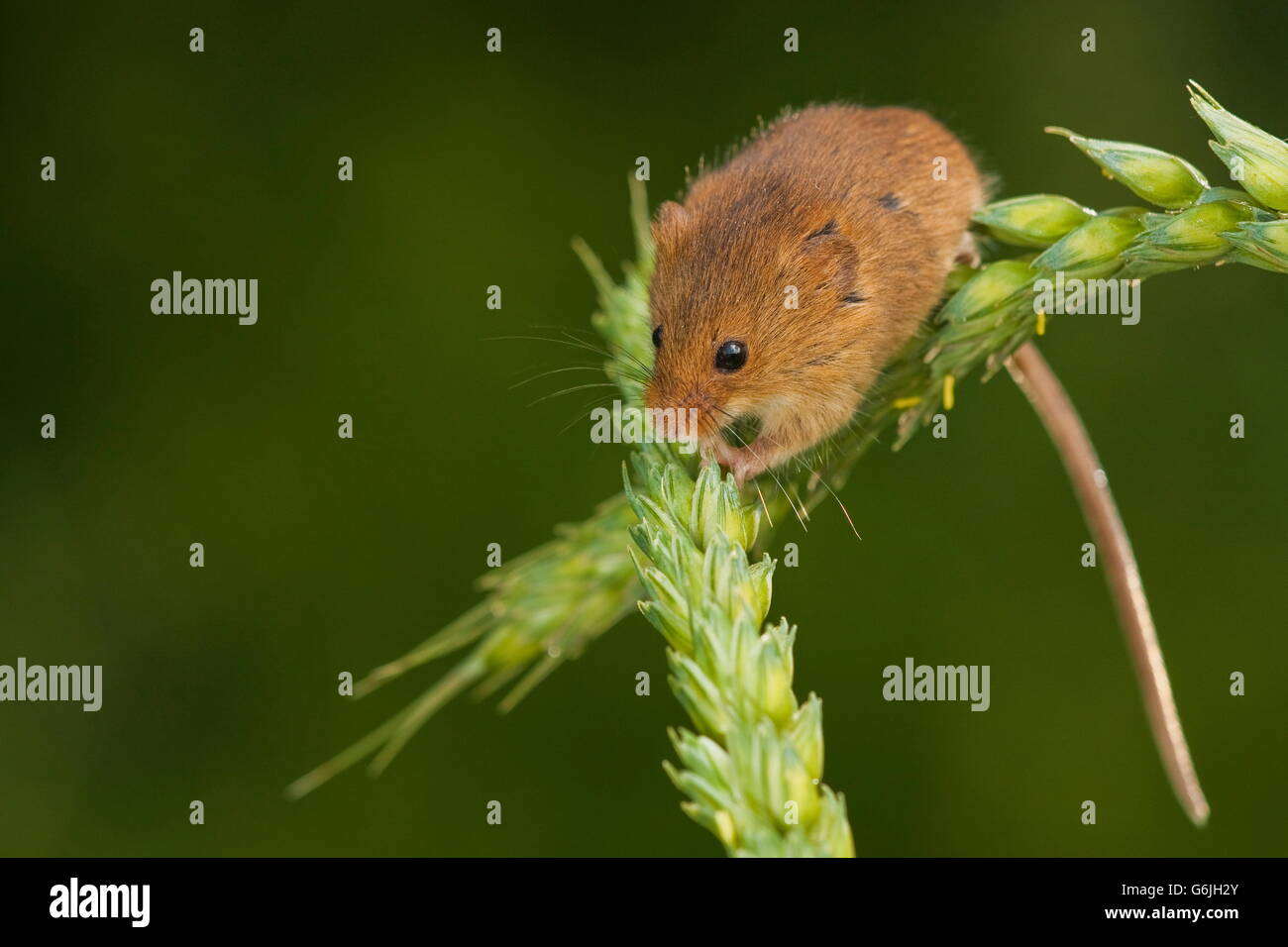 harvest mouse, Germany / (Micromys minutus Stock Photo - Alamy