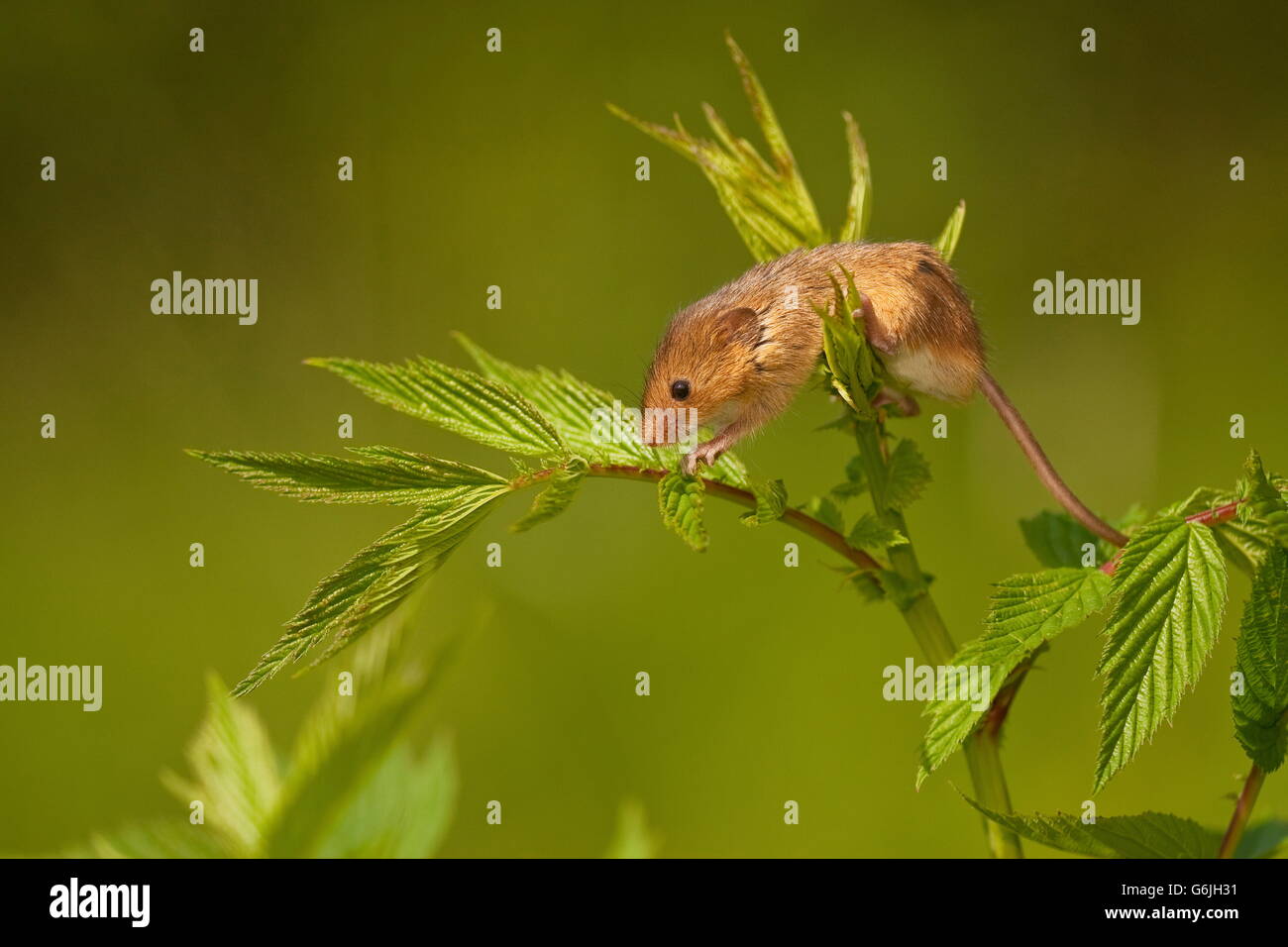 harvest mouse, Germany / (Micromys minutus Stock Photo - Alamy