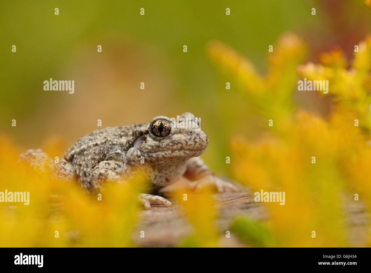common midwife toad, Germany / (Alytes obstetricans Stock Photo - Alamy