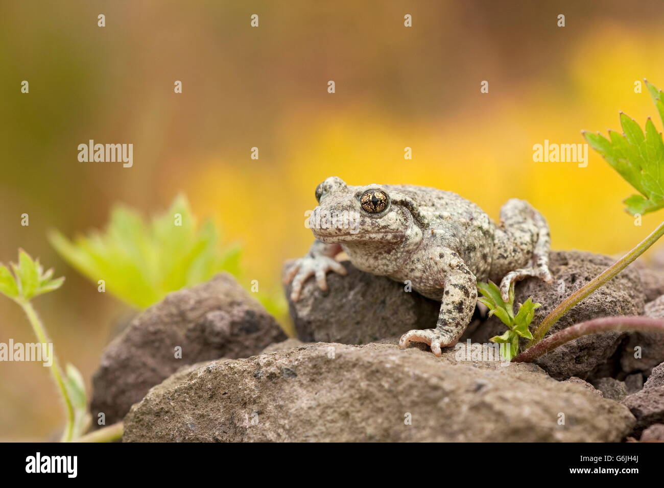 common midwife toad, Germany / (Alytes obstetricans Stock Photo - Alamy