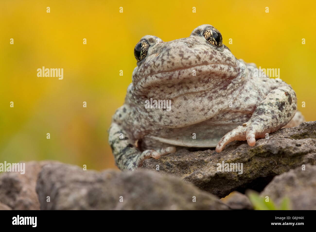 common midwife toad, Germany / (Alytes obstetricans Stock Photo - Alamy
