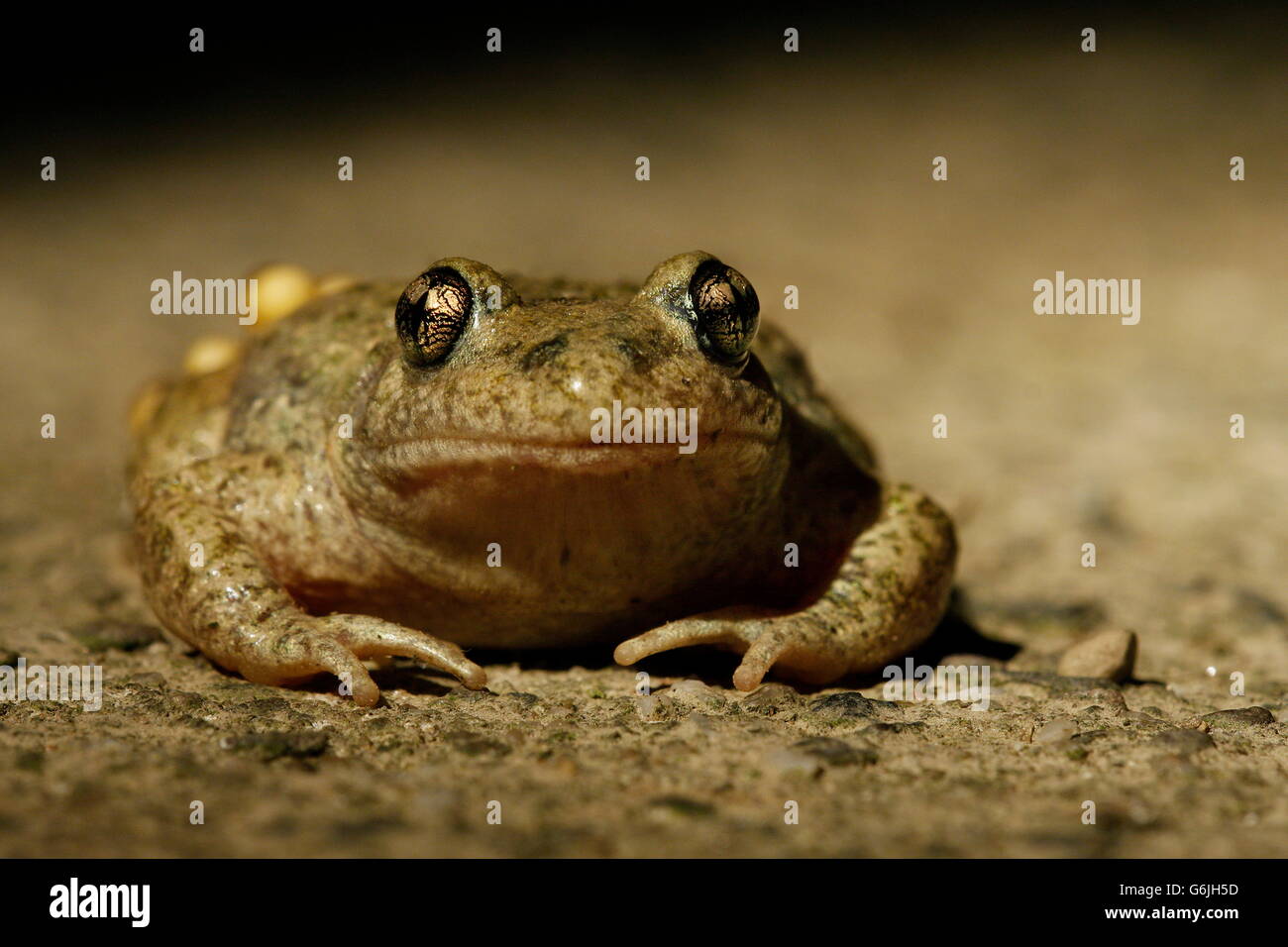 common midwife toad, Germany / (Alytes obstetricans Stock Photo - Alamy