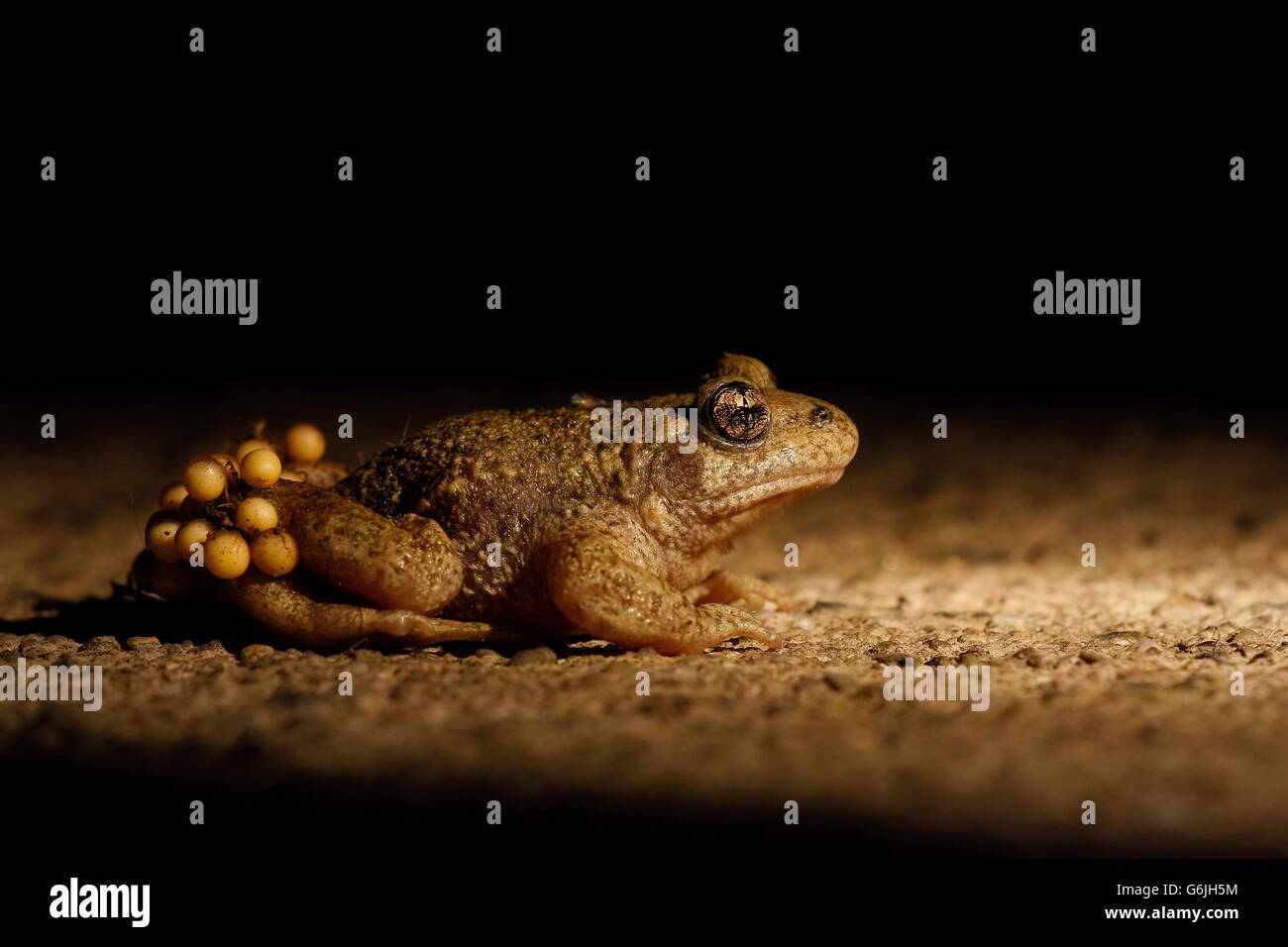 common midwife toad, Germany / (Alytes obstetricans Stock Photo - Alamy