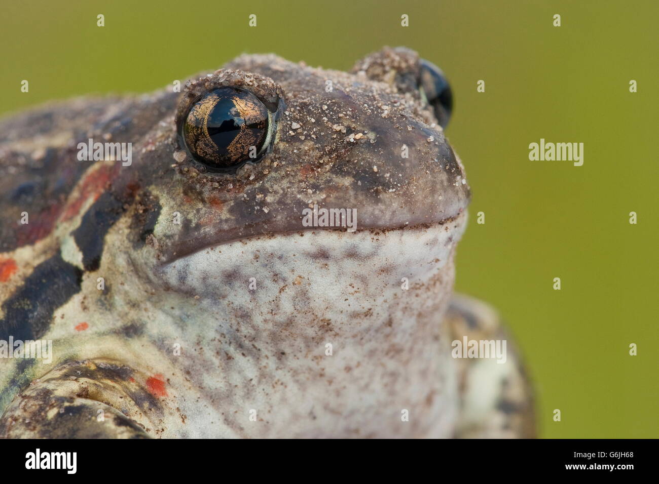 Common spadefoot hi-res stock photography and images - Alamy