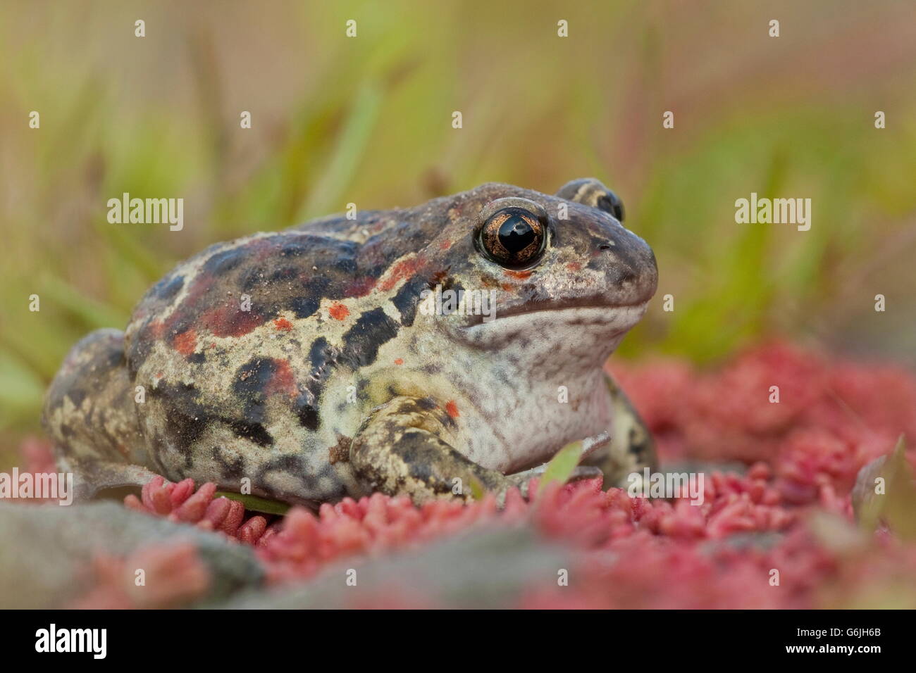 Common spadefoot hi-res stock photography and images - Alamy