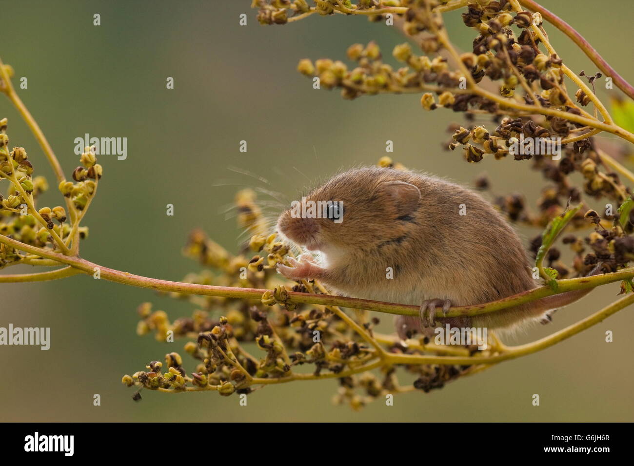 harvest mouse, Germany / (Micromys minutus Stock Photo - Alamy