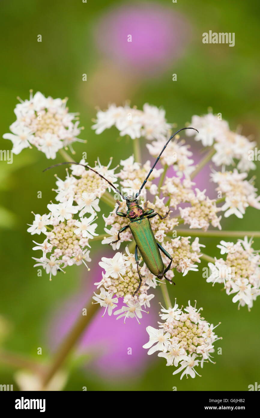 Musk beetle, Germany / (Aromia moschata Stock Photo - Alamy