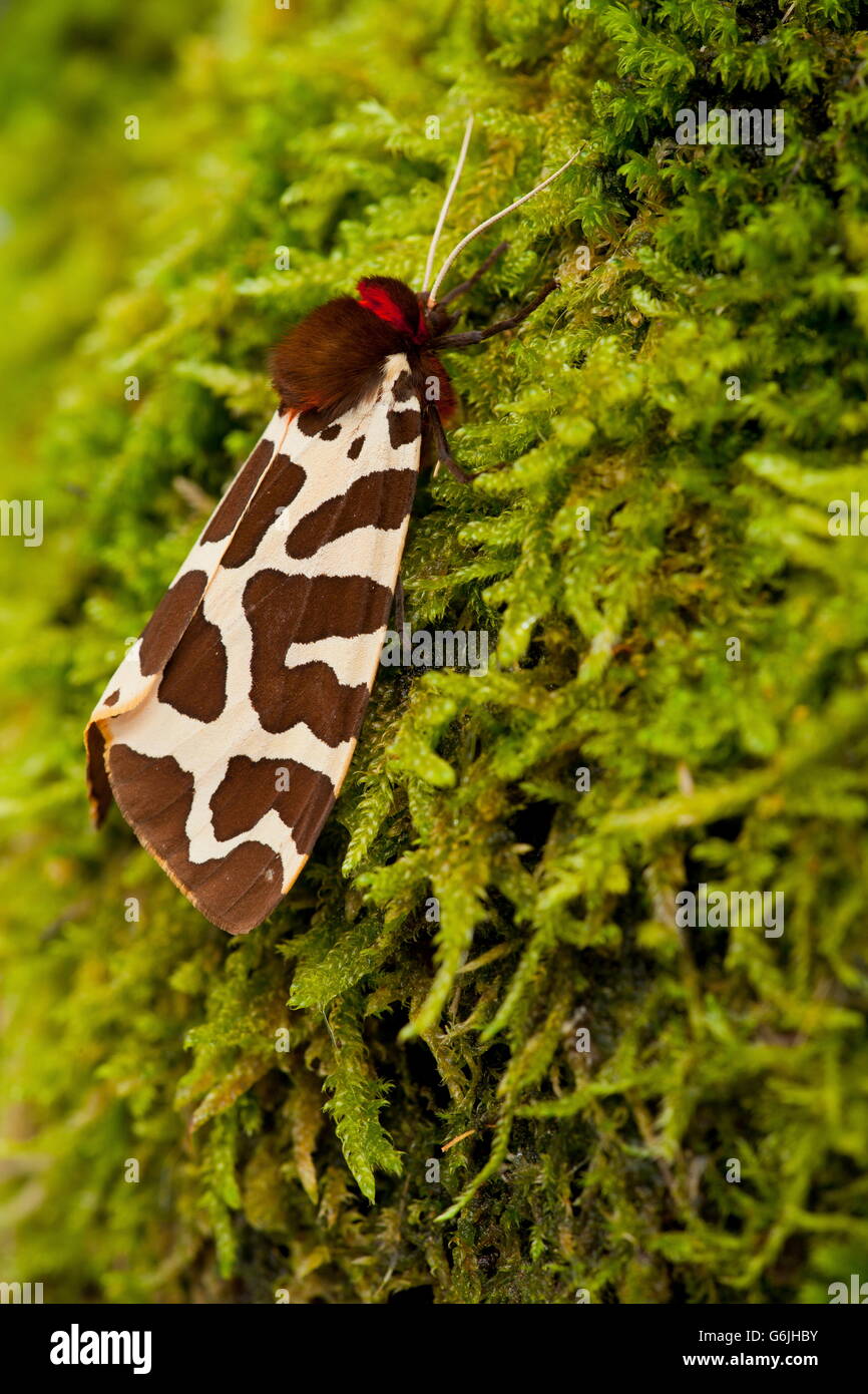 garden tiger moth, Germany / (Arctia caja Stock Photo - Alamy