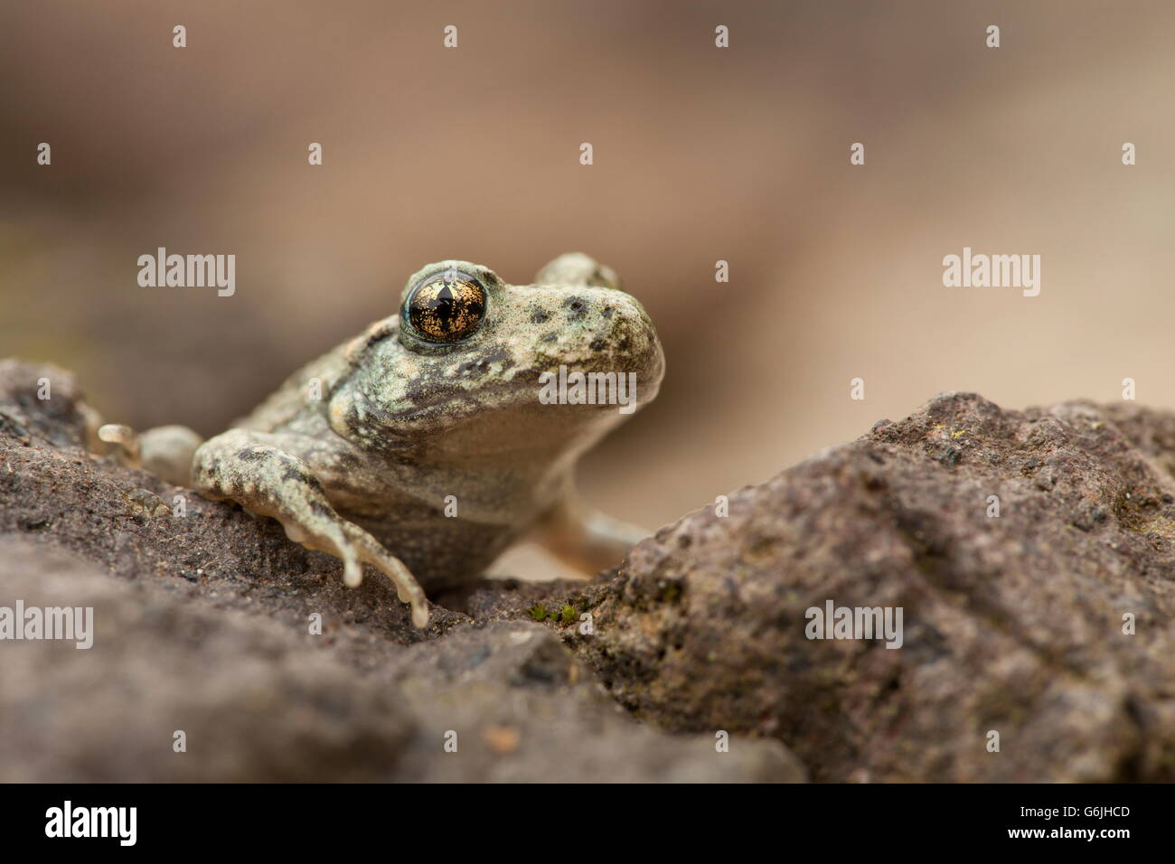 common midwife toad, Germany / (Alytes obstetricans Stock Photo - Alamy