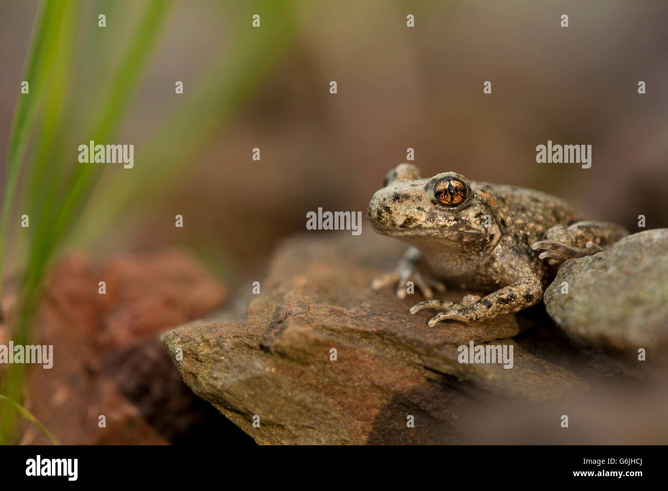 common midwife toad, Germany / (Alytes obstetricans Stock Photo - Alamy
