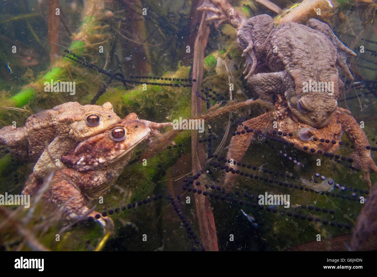 Common frogs pairing in hi-res stock photography and images - Alamy