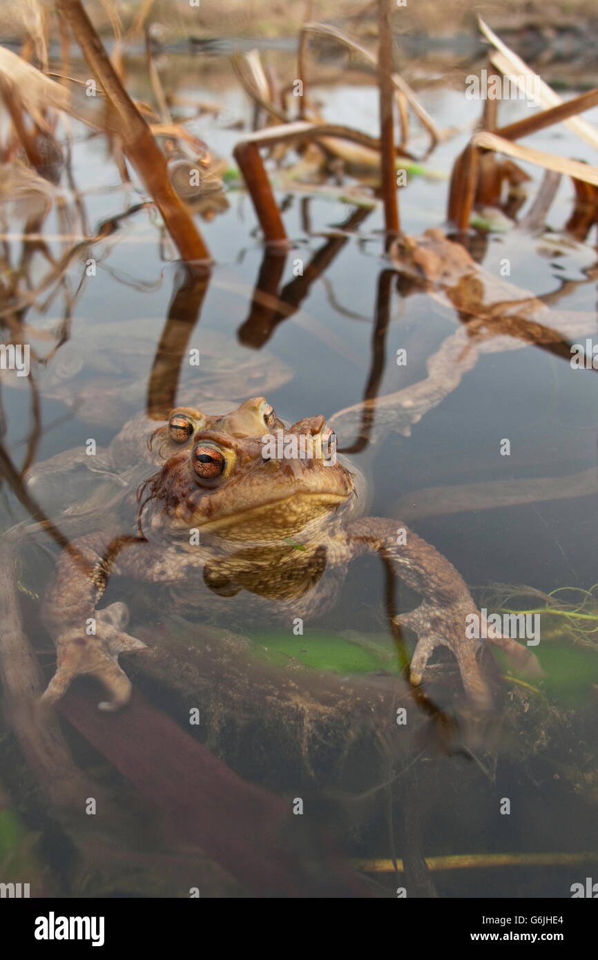 Pairing toads hi-res stock photography and images - Alamy