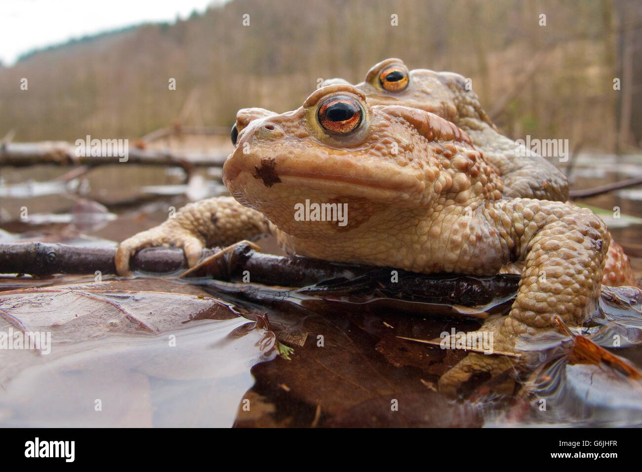 Two common toads bufo bufo hi-res stock photography and images - Alamy
