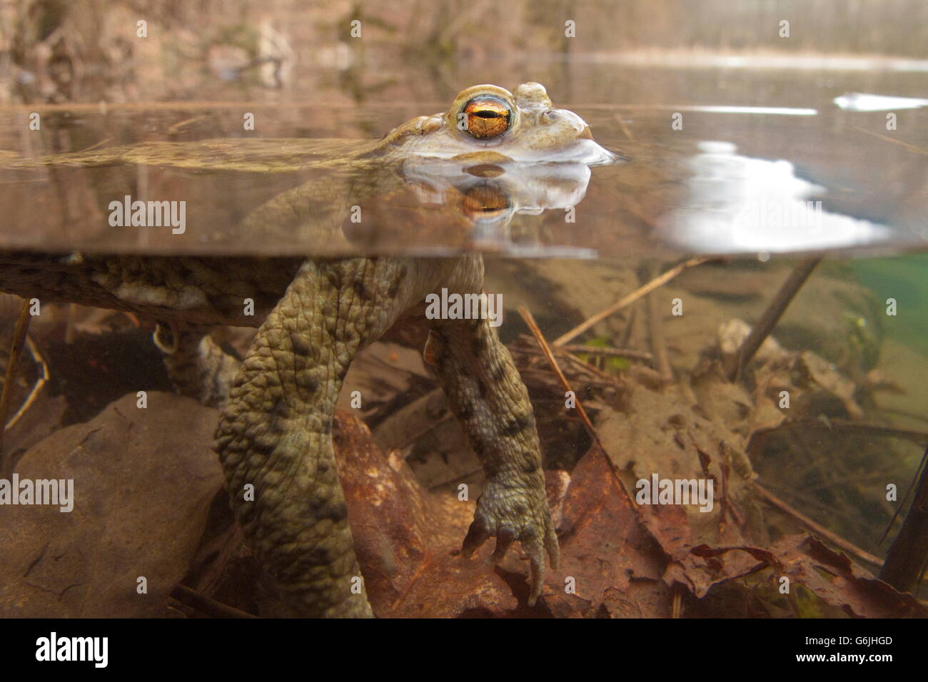 Frog swimming underwater hi-res stock photography and images - Alamy