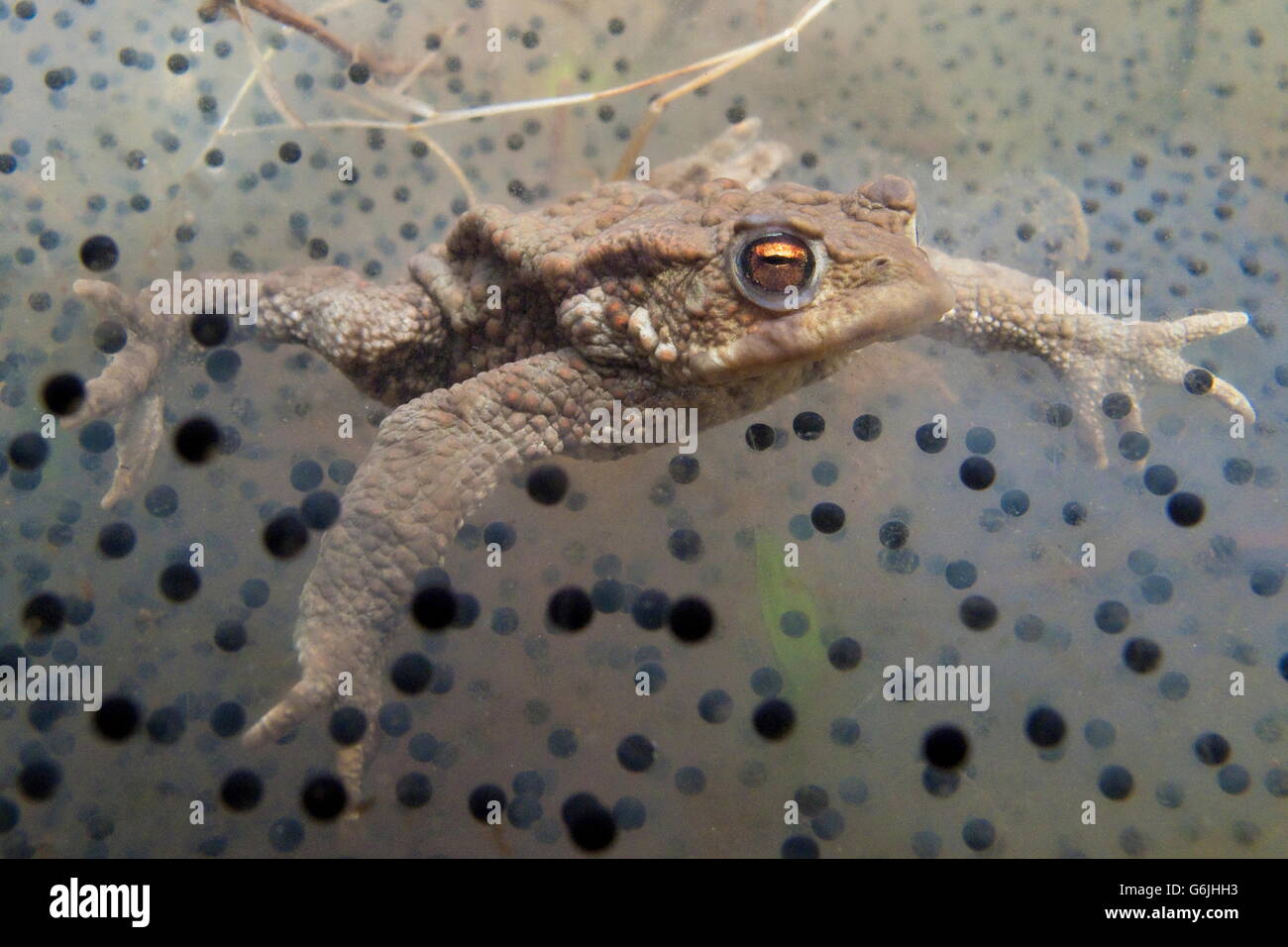 Underwater toad eggs hi-res stock photography and images - Alamy
