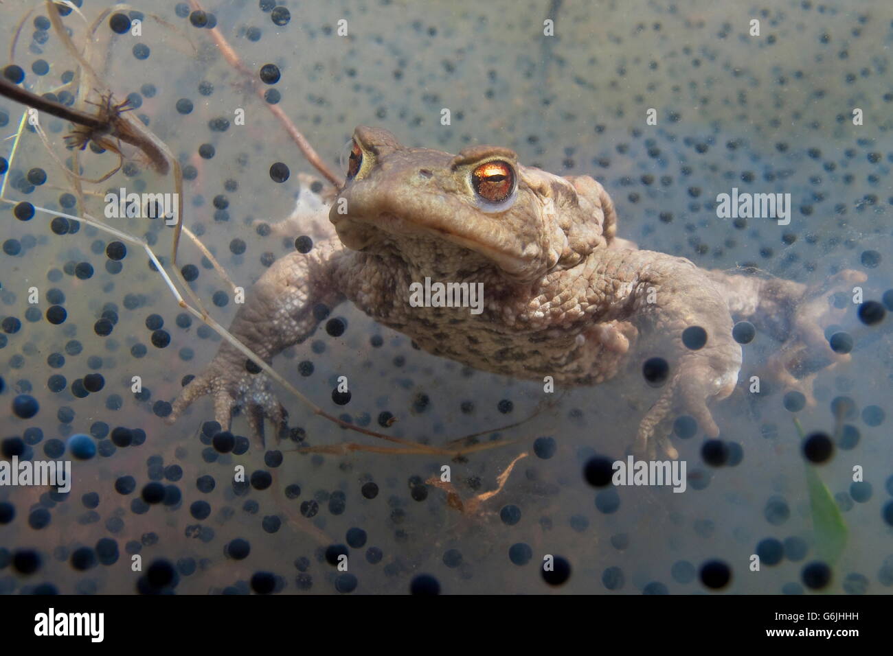 common toad, underwater, spawn, Germany / (Bufo bufo Stock Photo - Alamy common toad, underwater, spawn, Germany / (Bufo bufo Stock Photo - Alamy
