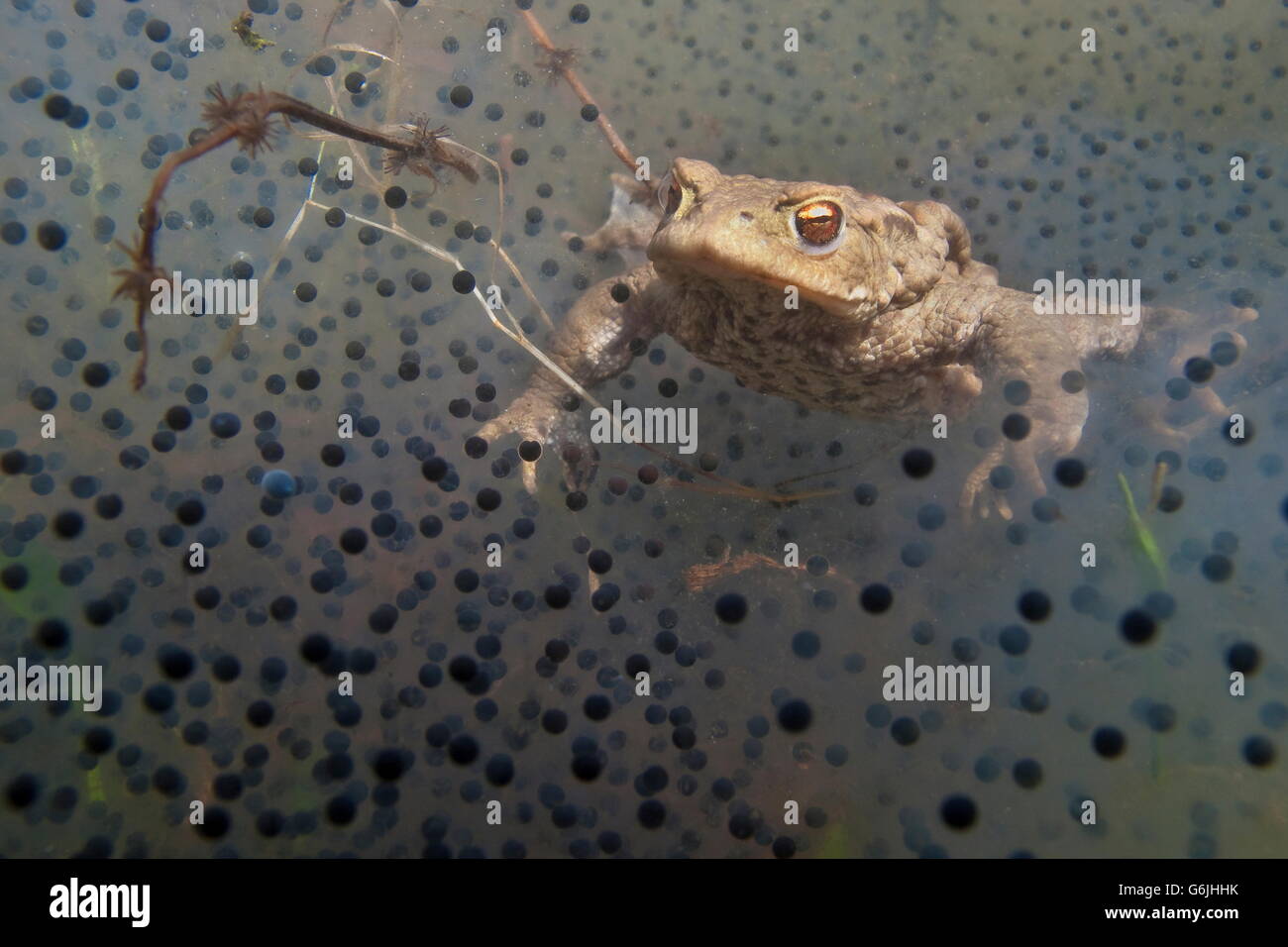 Toad spawn in water hi-res stock photography and images - Alamy