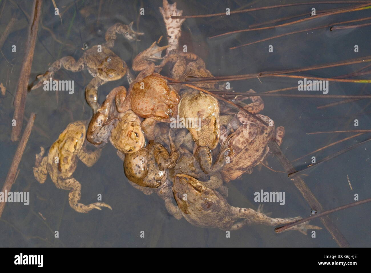 Common frogs pairing in hi-res stock photography and images - Alamy