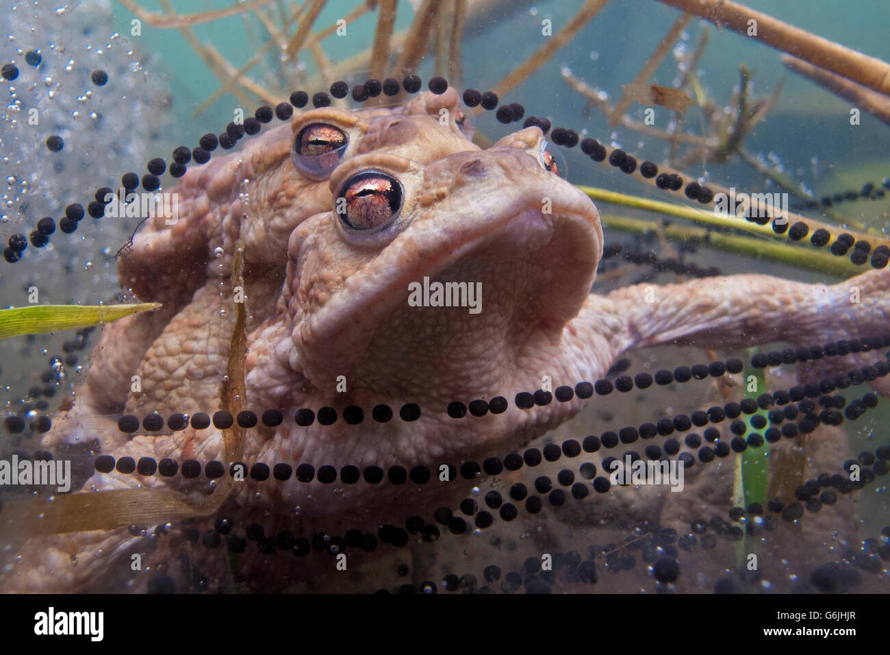 Toads spawn underwater hi-res stock photography and images - Alamy