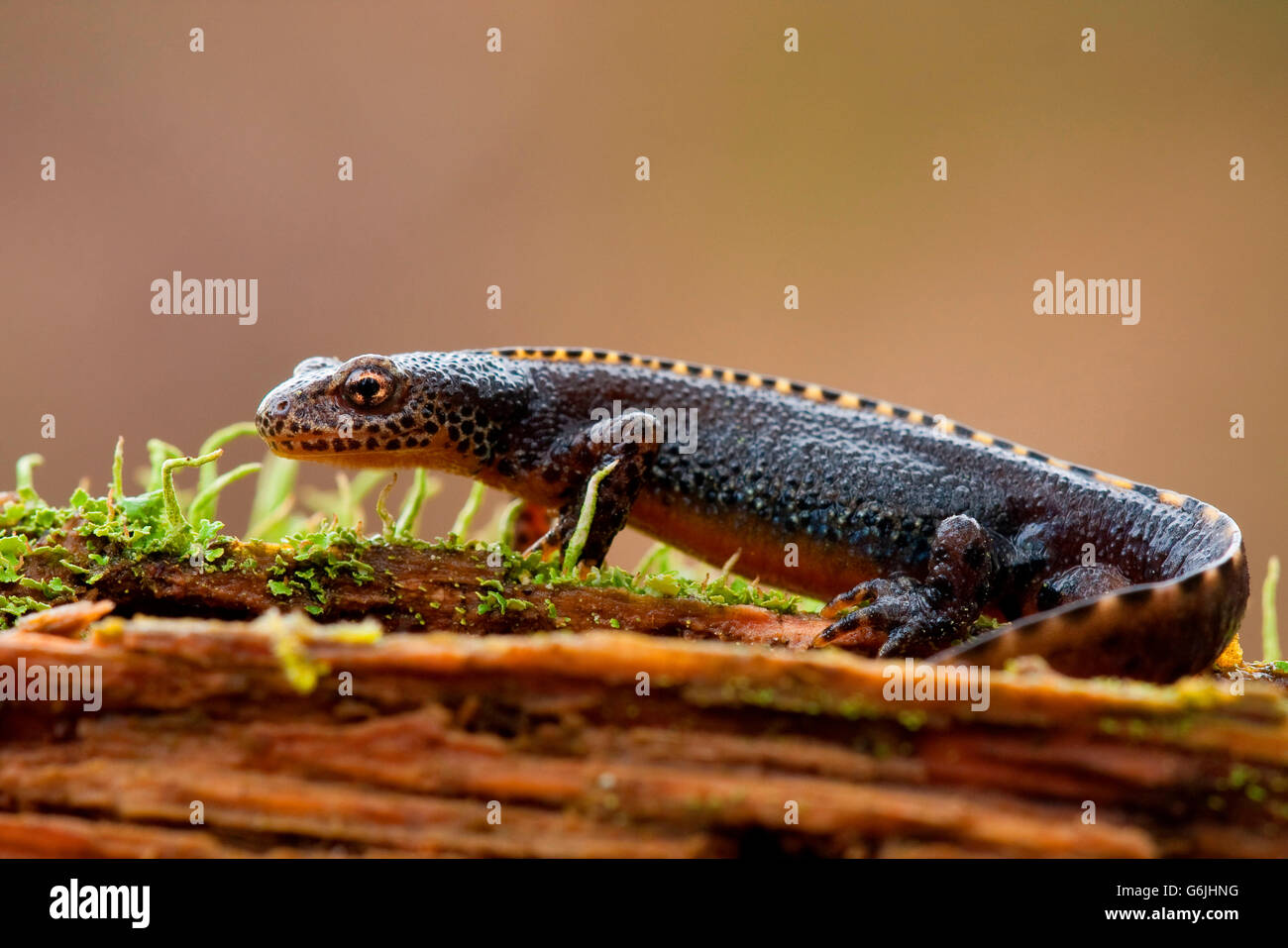 Ichthyosaura Alpestris High Resolution Stock Photography and Images - Alamy