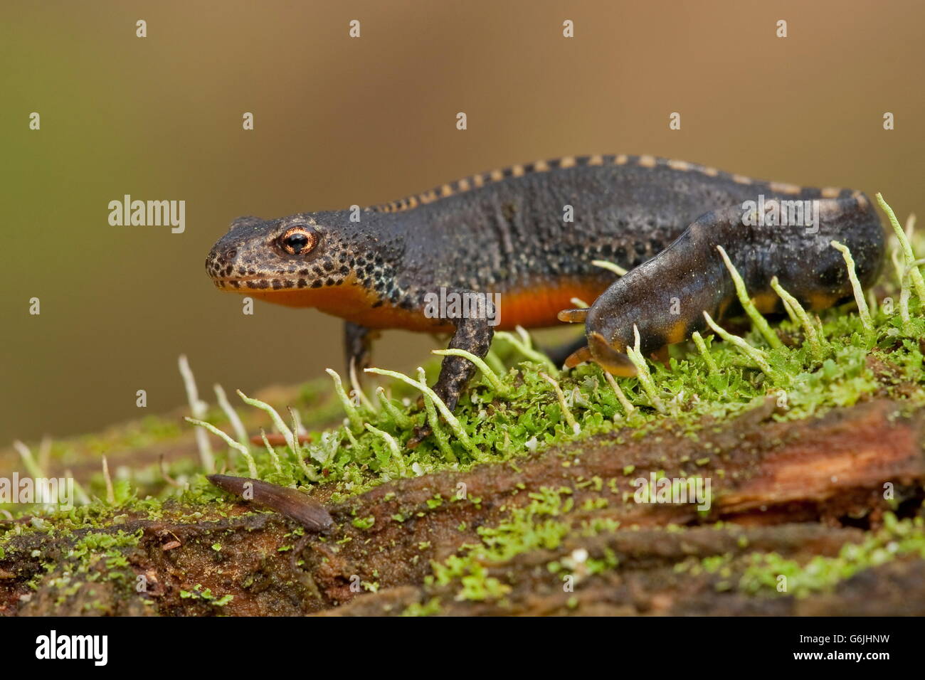 Ichthyosaura hi-res stock photography and images - Alamy