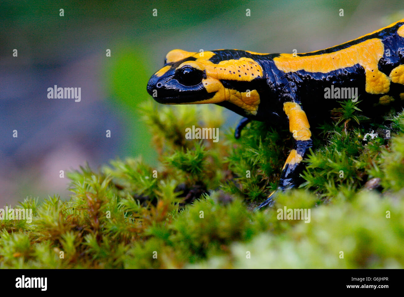 fire salamander, Germany / (Salamandra salamandra Stock Photo - Alamy