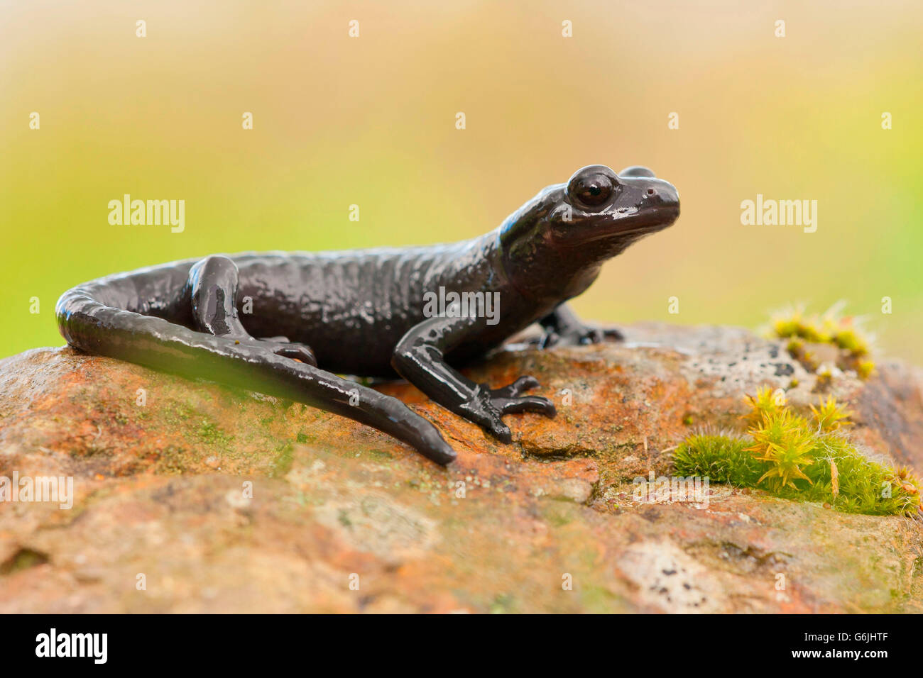alpine salamander, Germany / (Salamandra atra Stock Photo - Alamy