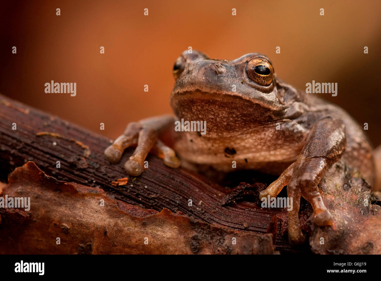 Europaen tree frog hi-res stock photography and images - Alamy
