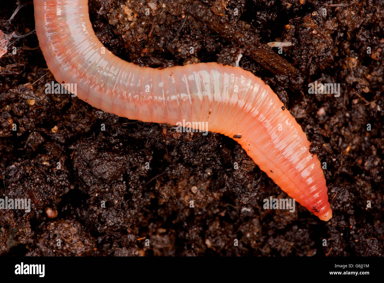 Common Earthworm, Germany / (Lumbricus terrestris Stock Photo - Alamy
