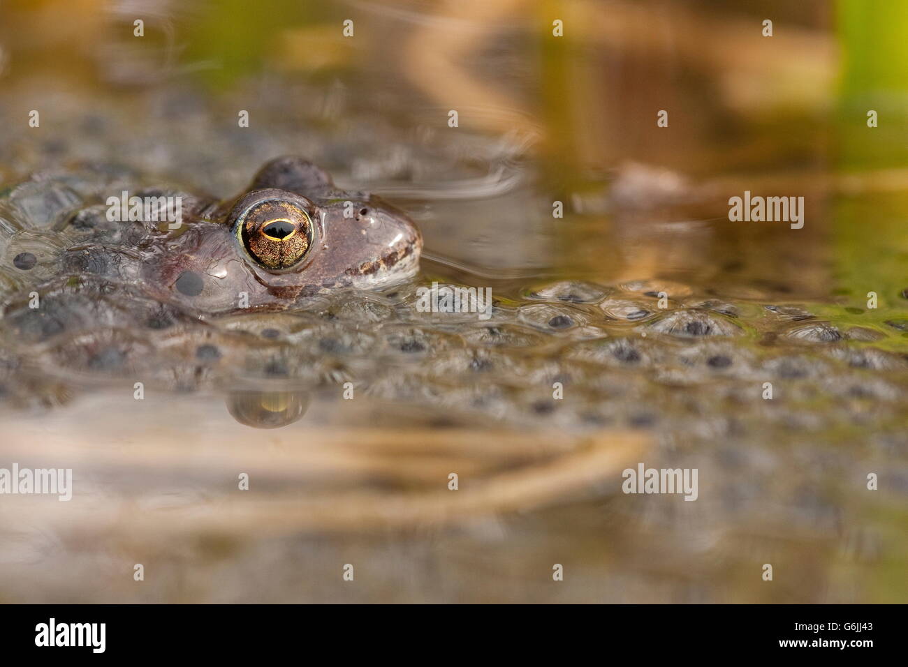 Adult spawn hi-res stock photography and images - Alamy