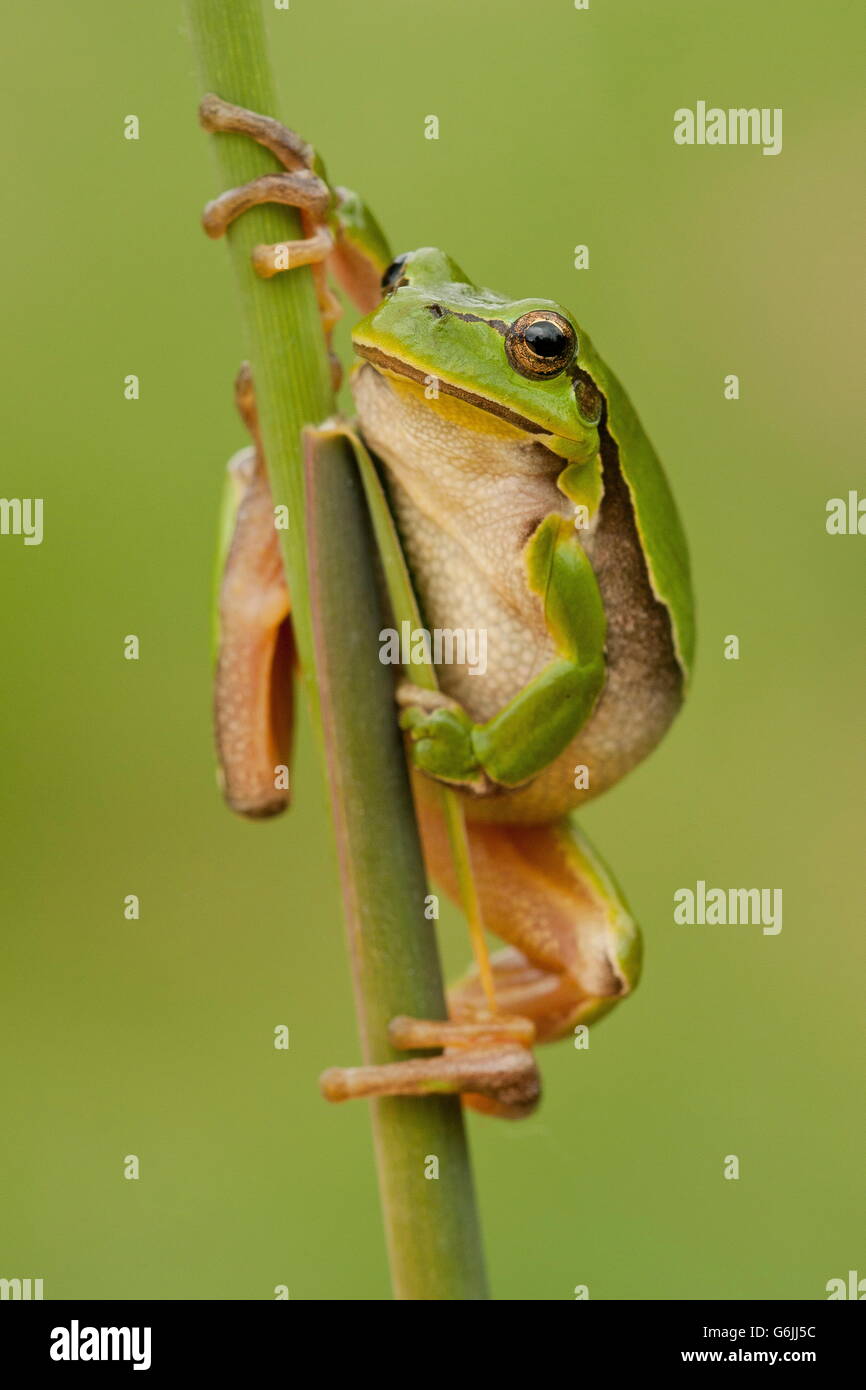 European tree frog, Germany / (Hyla arborea Stock Photo - Alamy