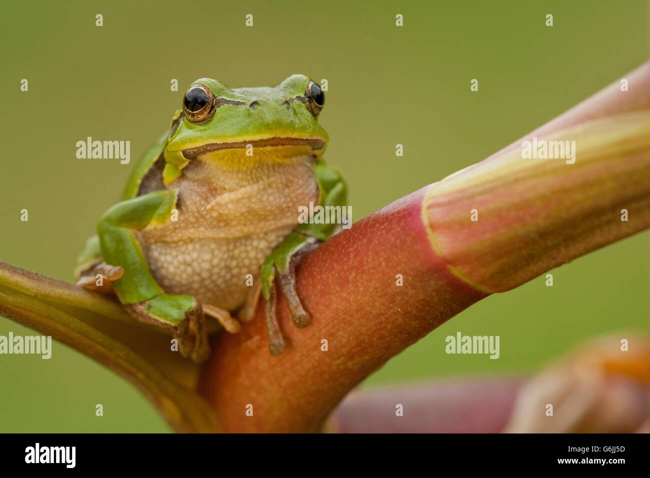 European tree frog, Germany / (Hyla arborea Stock Photo - Alamy
