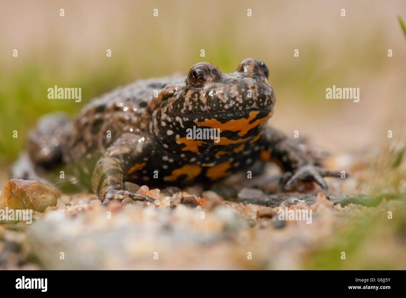 European fire-bellied toad, Germany / (Bombina bombina Stock Photo - Alamy