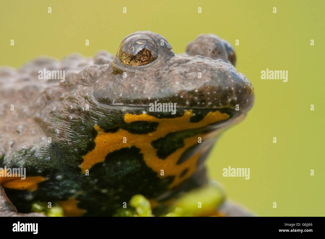 yellow-bellied toad, Germany / (Bombina variegata Stock Photo - Alamy