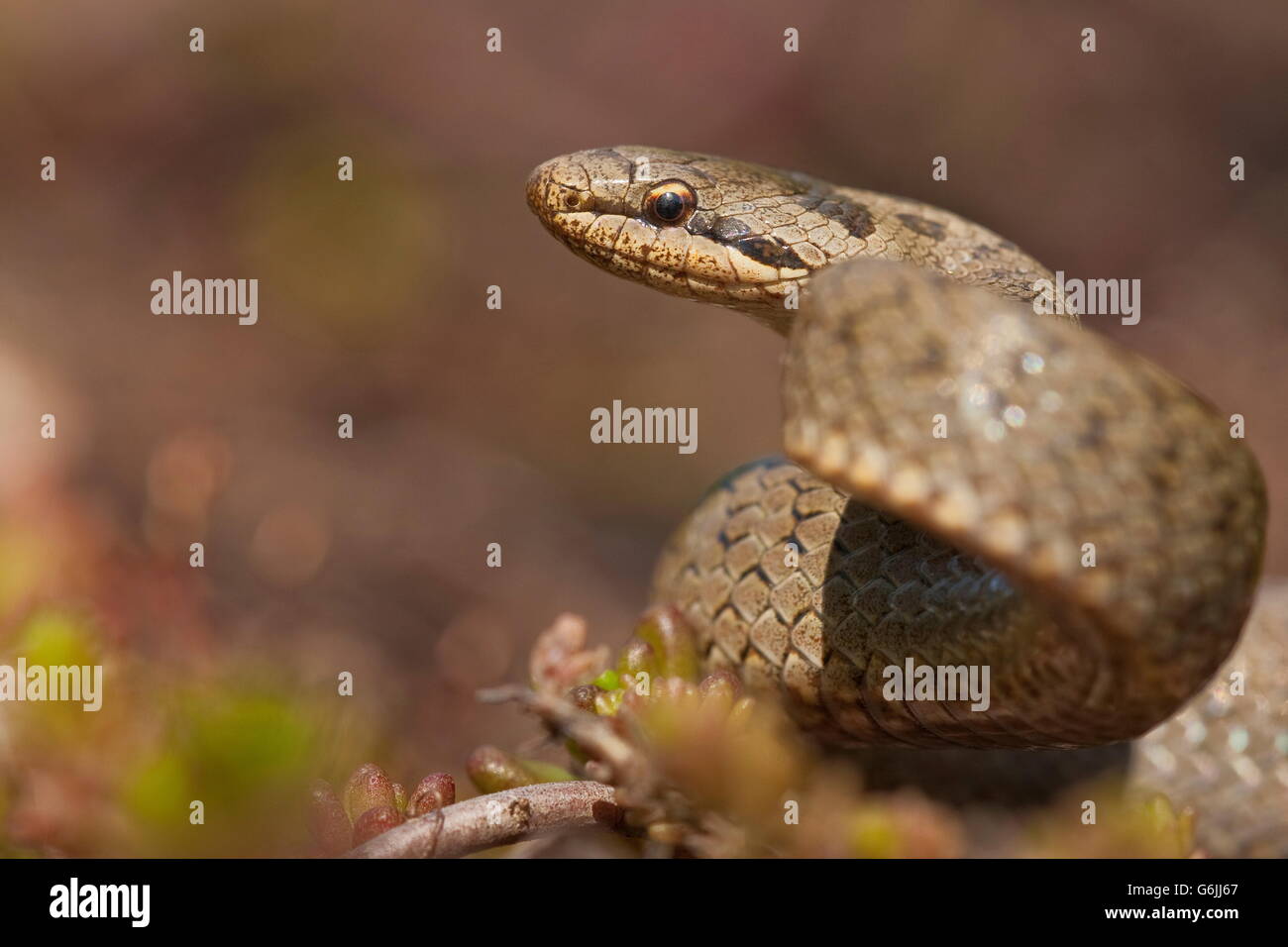 smooth snake, Germany / (Coronella austriaca Stock Photo - Alamy