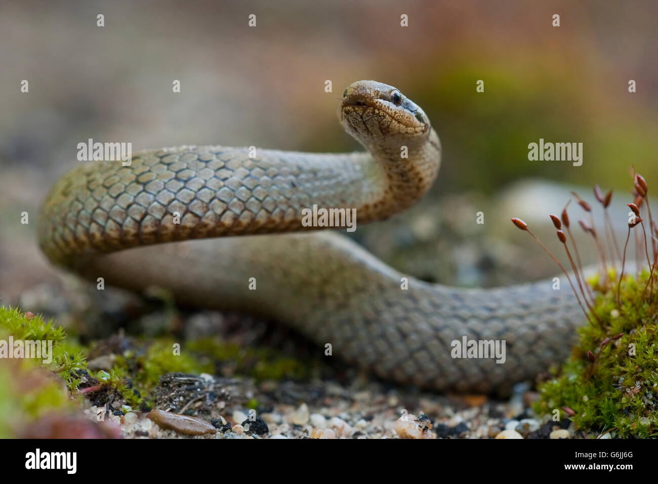 smooth snake, Germany / (Coronella austriaca Stock Photo - Alamy