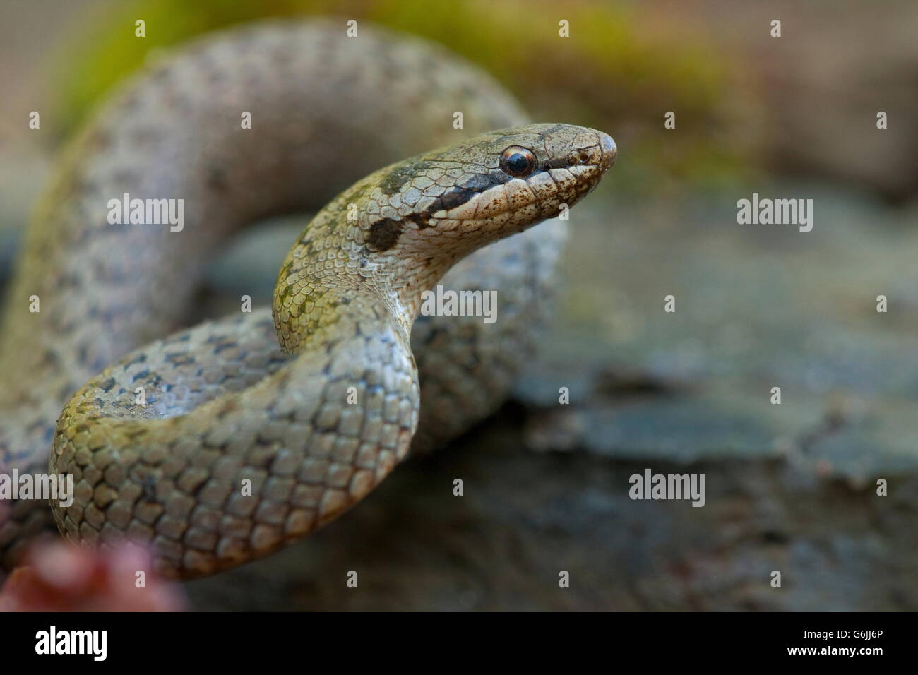 smooth snake, Germany / (Coronella austriaca Stock Photo - Alamy