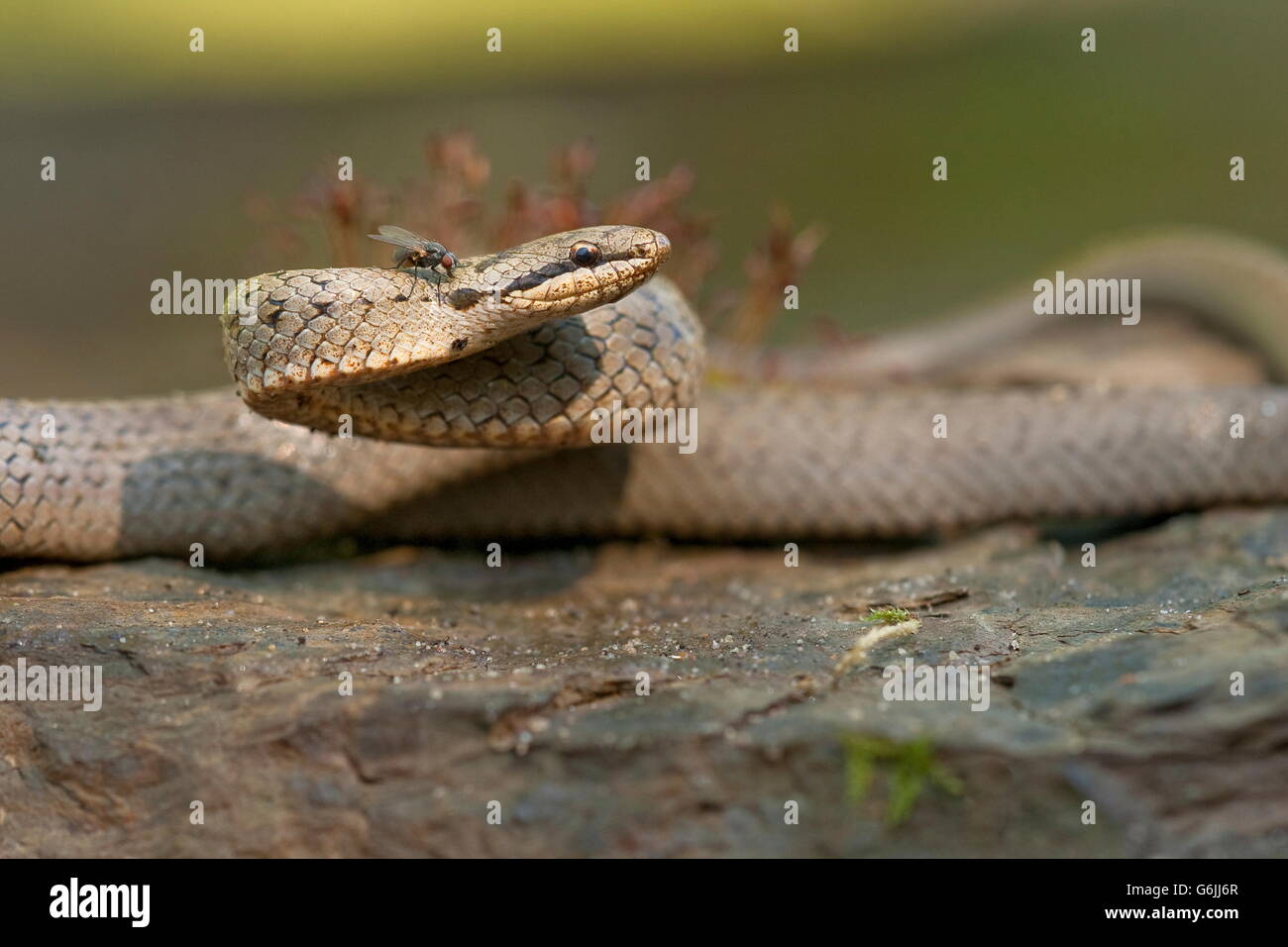 smooth snake, Fly, Germany / (Coronella austriaca Stock Photo - Alamy