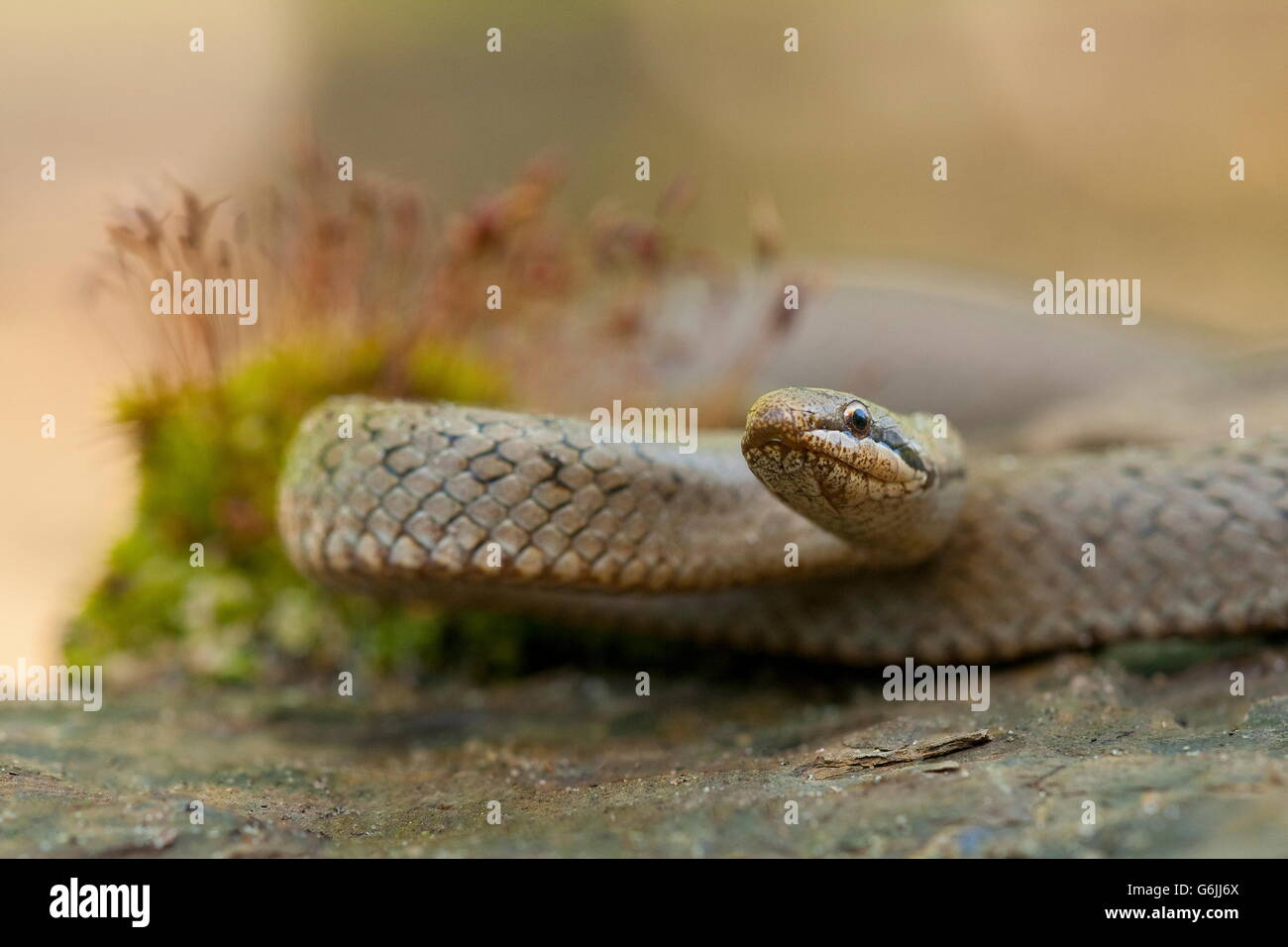 Coronella austriaca germany hi-res stock photography and images - Alamy