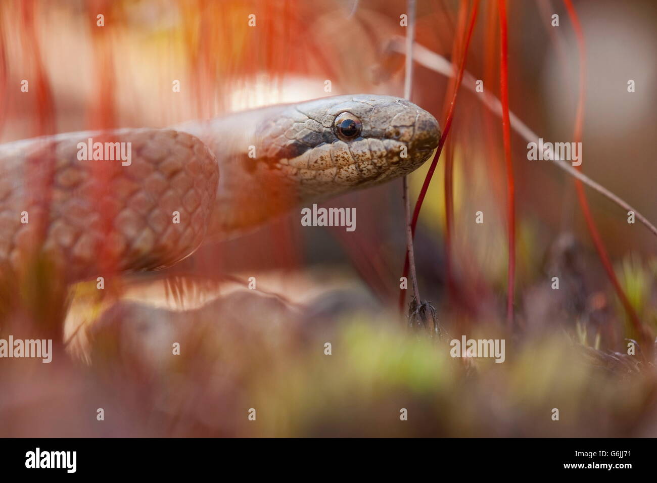 smooth snake, Germany / (Coronella austriaca Stock Photo - Alamy