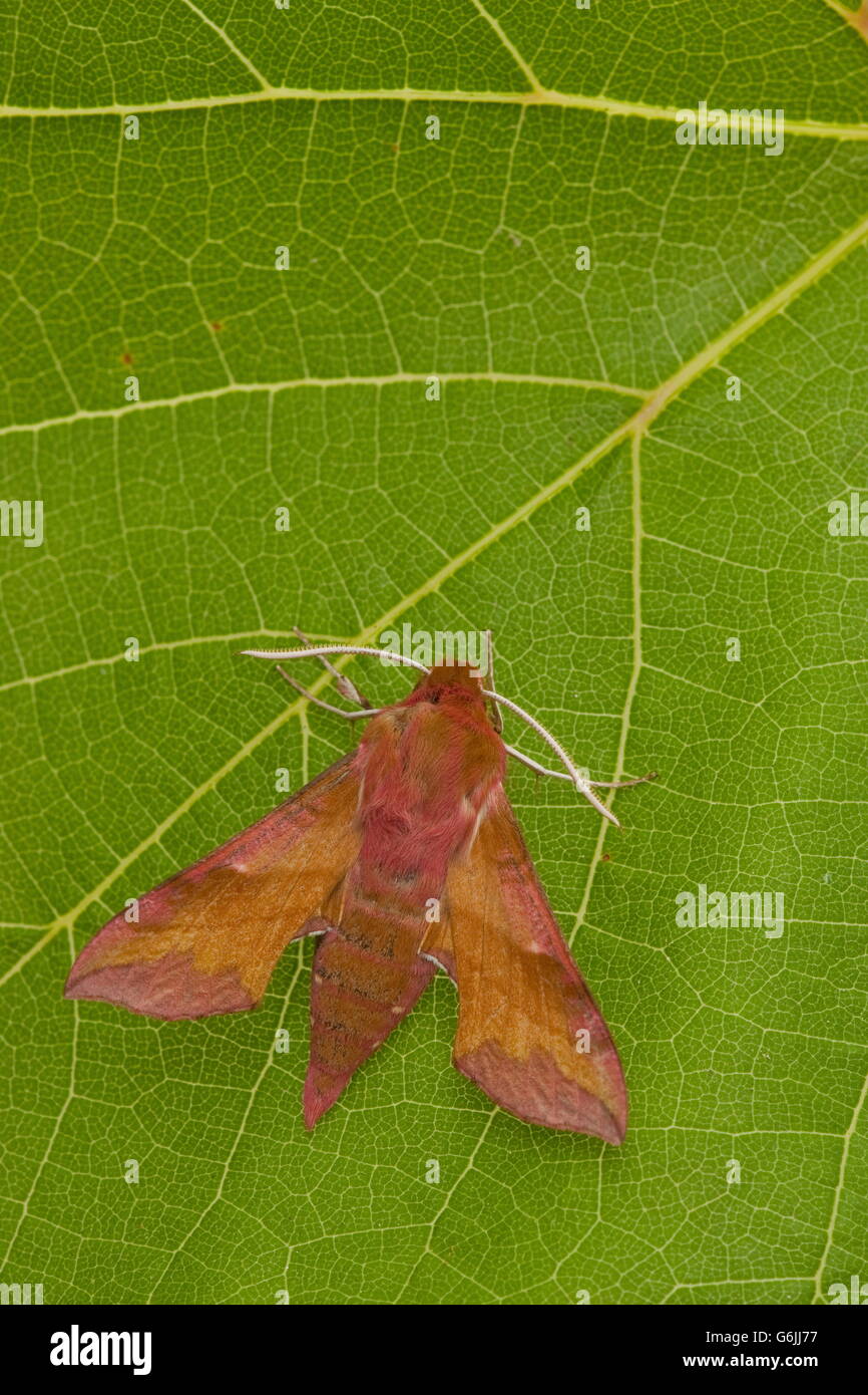 Small Elephant Hawk-moth, Germany / (Deilephila porcellus Stock Photo - Alamy