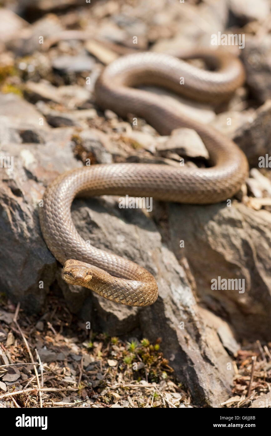 smooth snake, Germany / (Coronella austriaca Stock Photo - Alamy