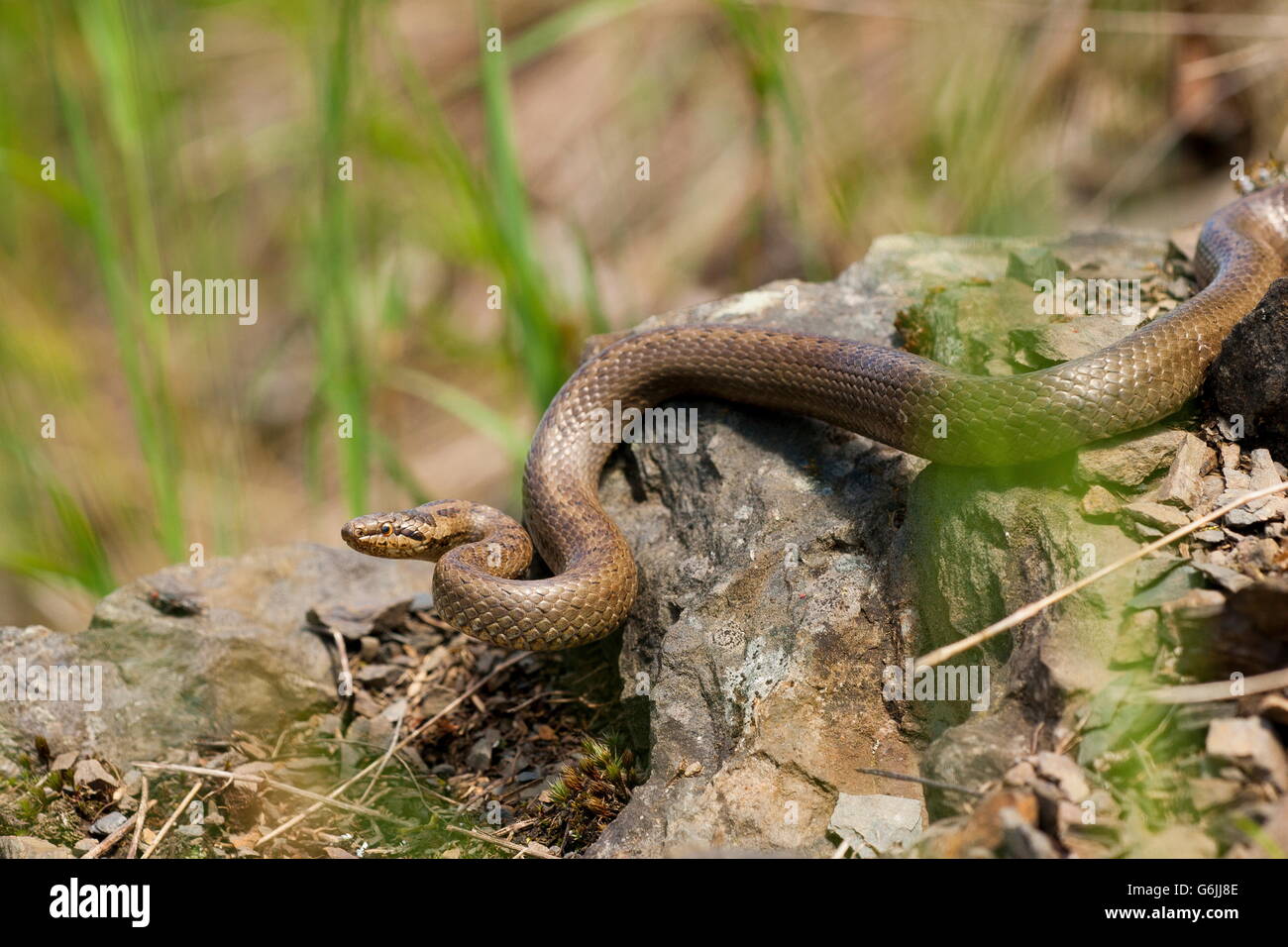 smooth snake, Germany / (Coronella austriaca Stock Photo - Alamy