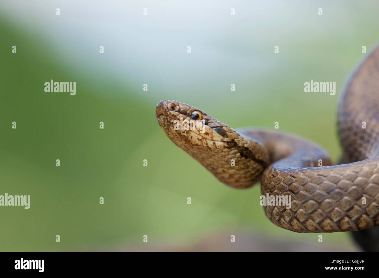 smooth snake, Germany / (Coronella austriaca Stock Photo - Alamy